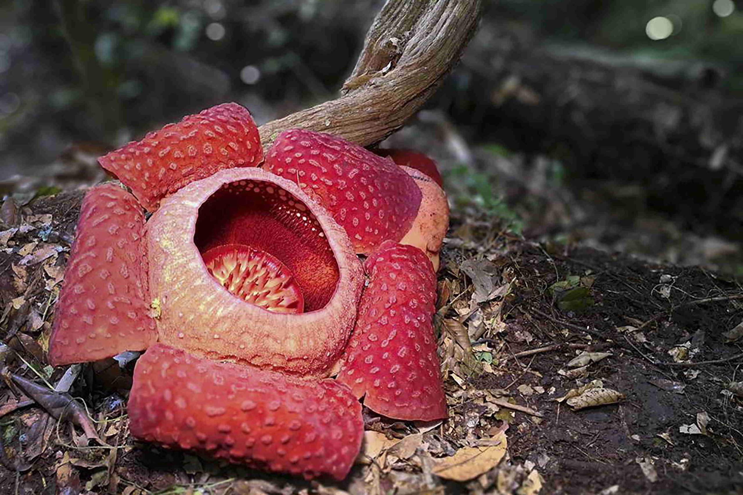 The Mystical Bloom of The World Largest Flower - EcoGreen Holidays